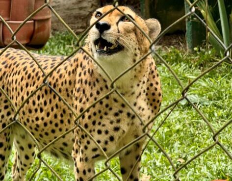 CHEETAH HOLDINGS BERHAD ADOPTS ZOO NEGARA’S CHEETAH, LAUNCHES LIMITED ...